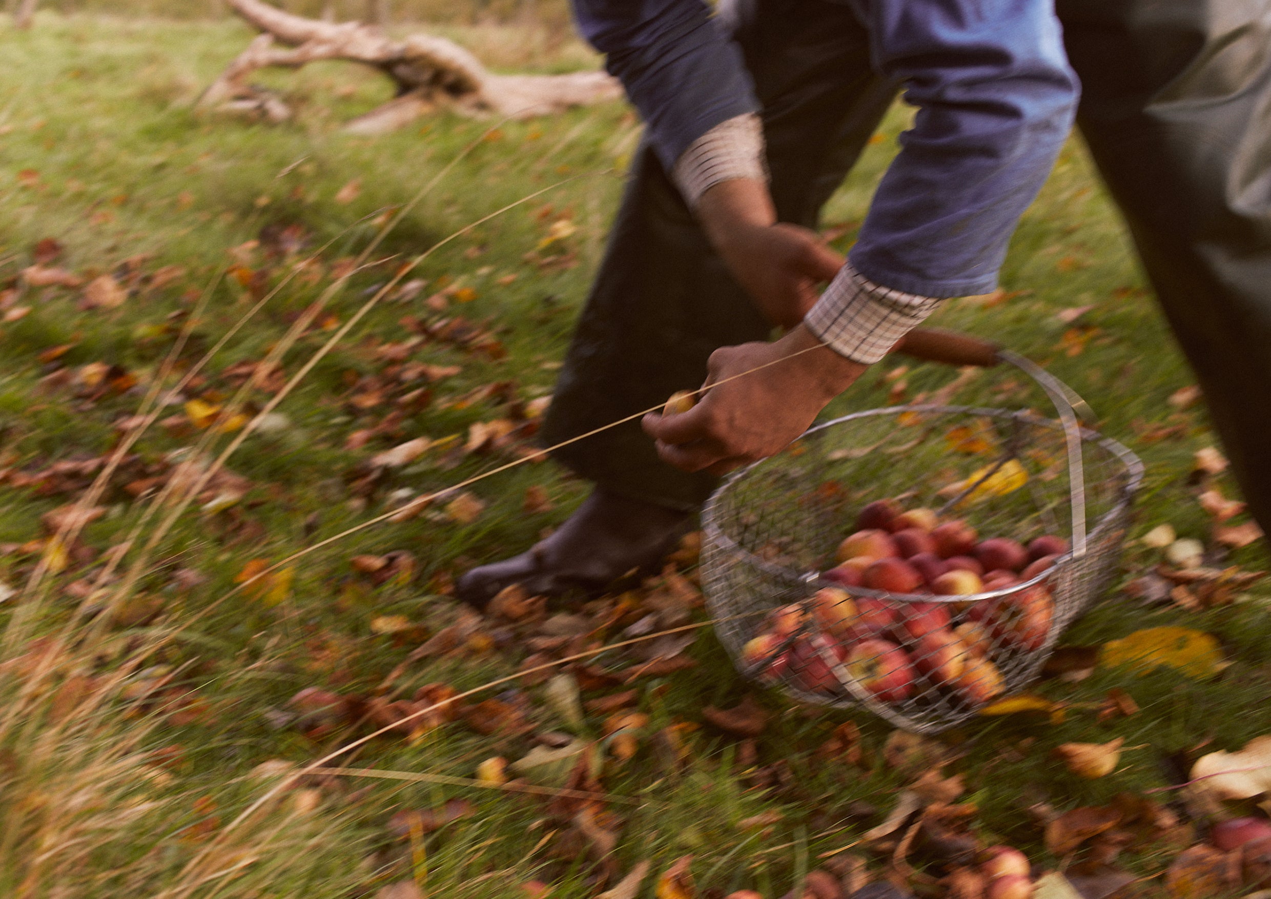 Working With the Seasons at Wilding Cider | TOAST Magazine