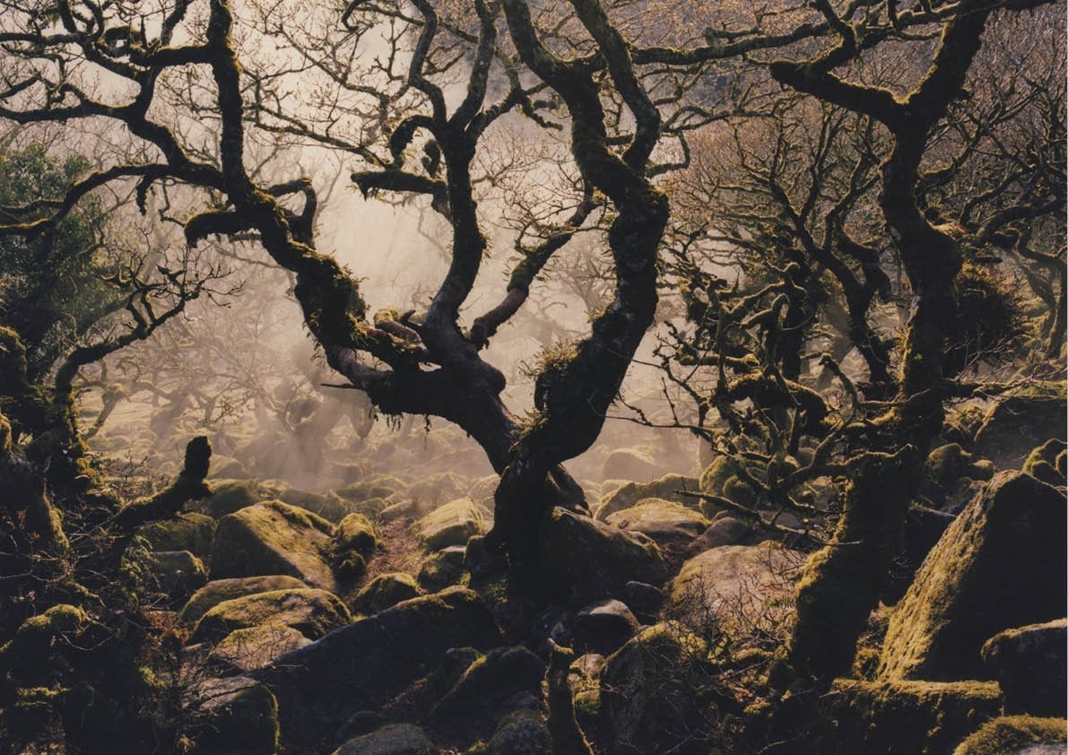 Dartmoor's Pygmy Forest | TOAST Magazine