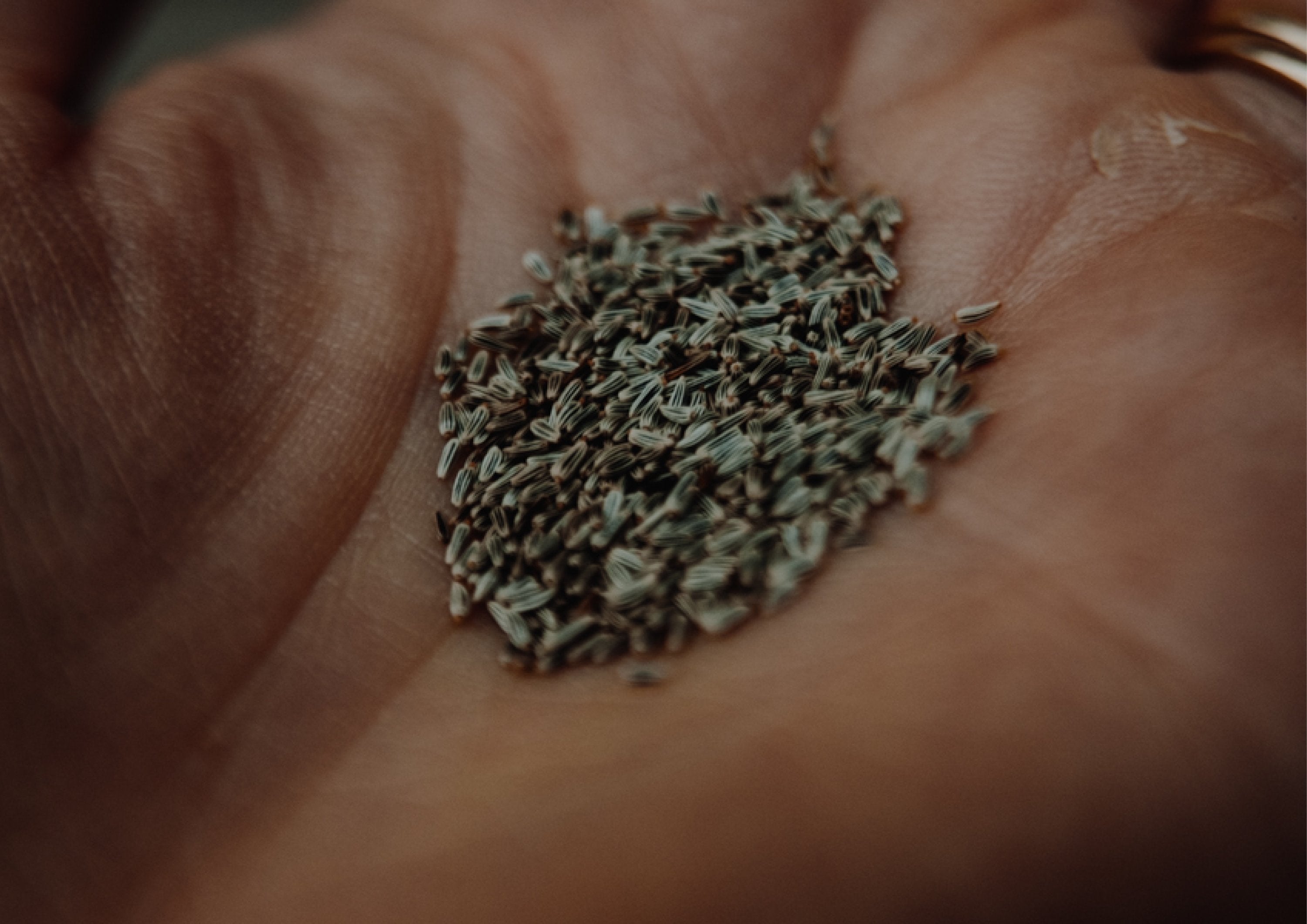 Rewilding with Grace Alexander | Time to Make | TOAST Magazine