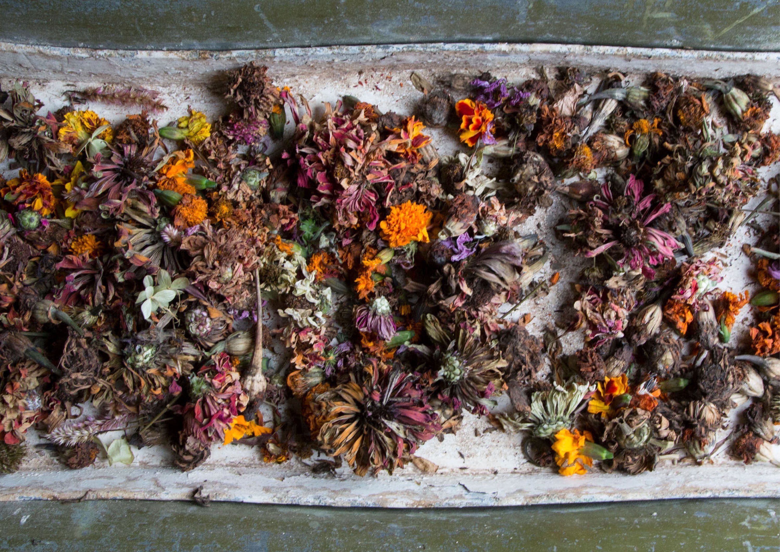 The Natural Dyer | Cara Marie Piazza | TOAST Magazine