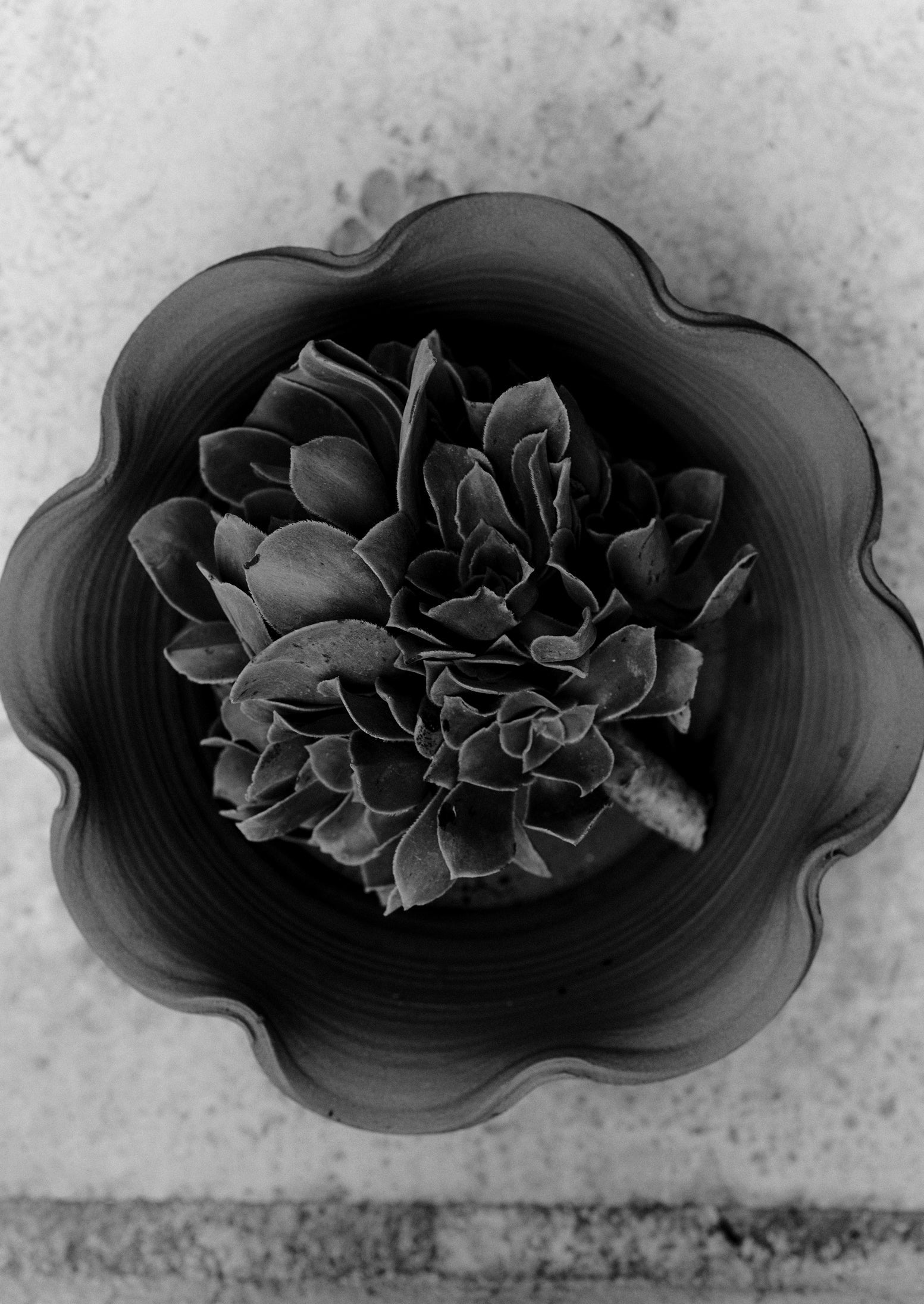 Willow Pottery Terracotta Planter | Terracotta | TOAST